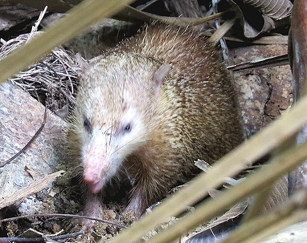 Großer Tenrek – Safari Afrika