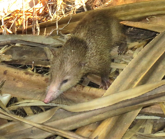 Großer Tenrek – Safari Afrika