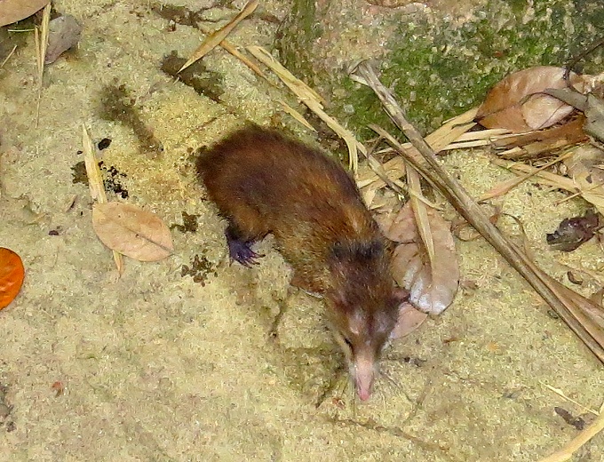 Großer Tenrek – Safari Afrika