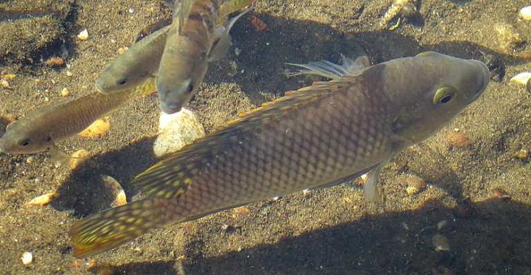 Nil-Tilapia – Safari Afrika