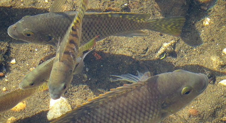 Nil-Tilapia – Safari Afrika