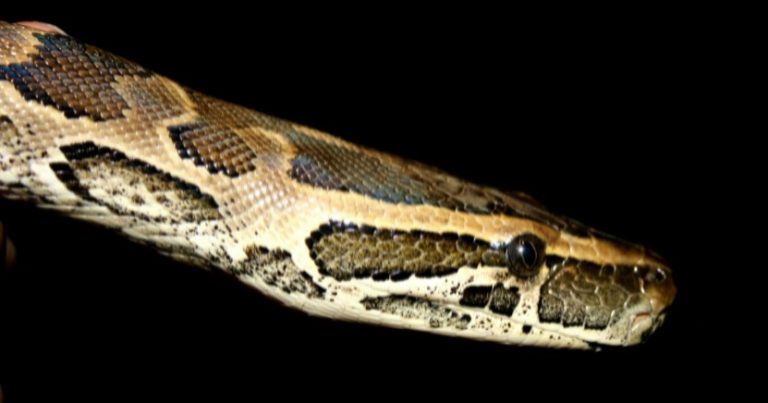 Felsenpython – Safari Afrika