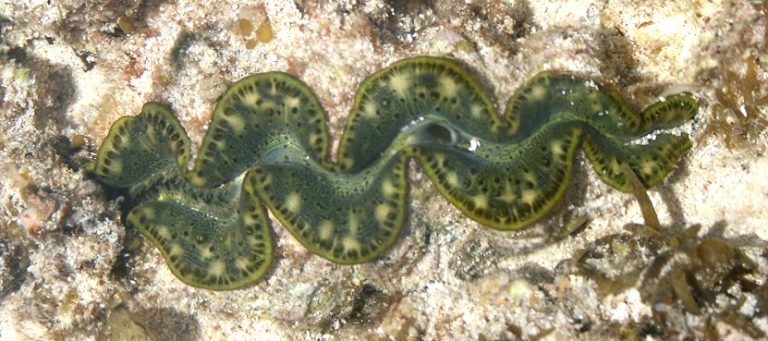 Riesenmuscheln – Safari Afrika