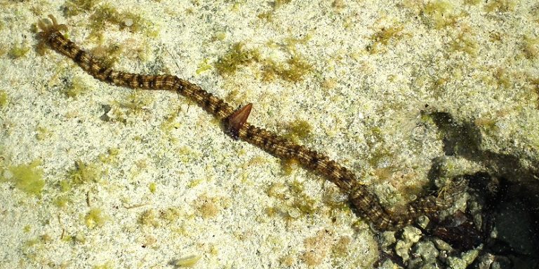 Synapta maculata – Safari Afrika