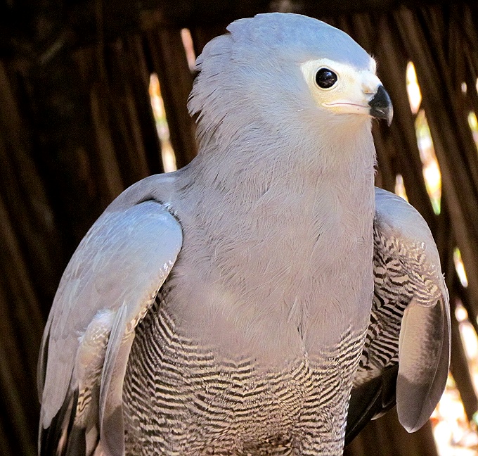 Höhlenweihe – Safari Afrika