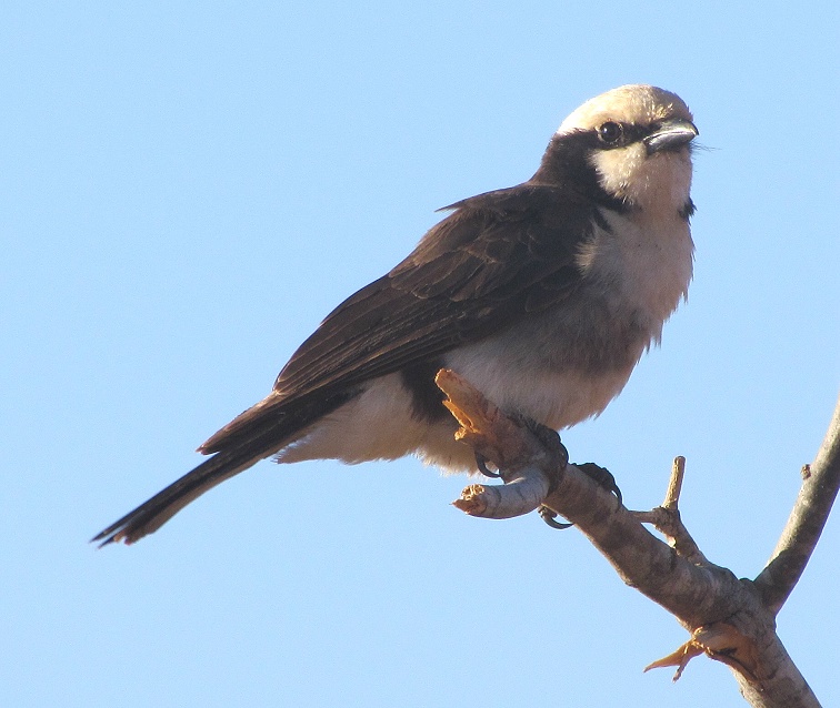 Rüppellwürger – Safari Afrika