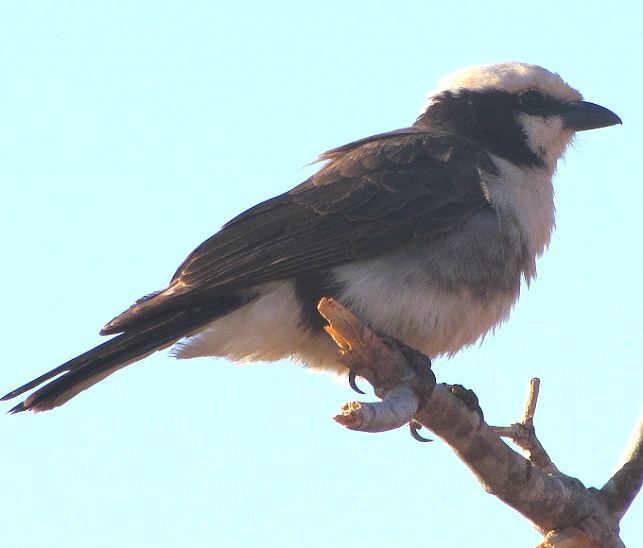 Rüppellwürger – Safari Afrika