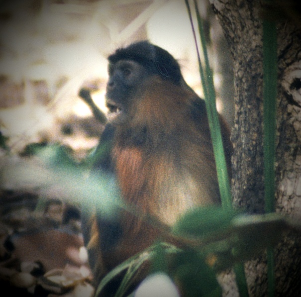 Roter Stummelaffe – Safari Afrika