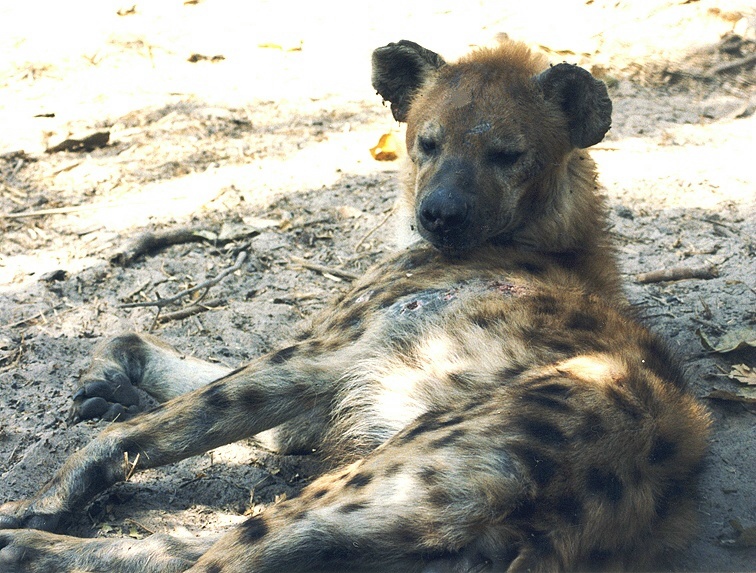 Tüpfelhyäne – Safari Afrika