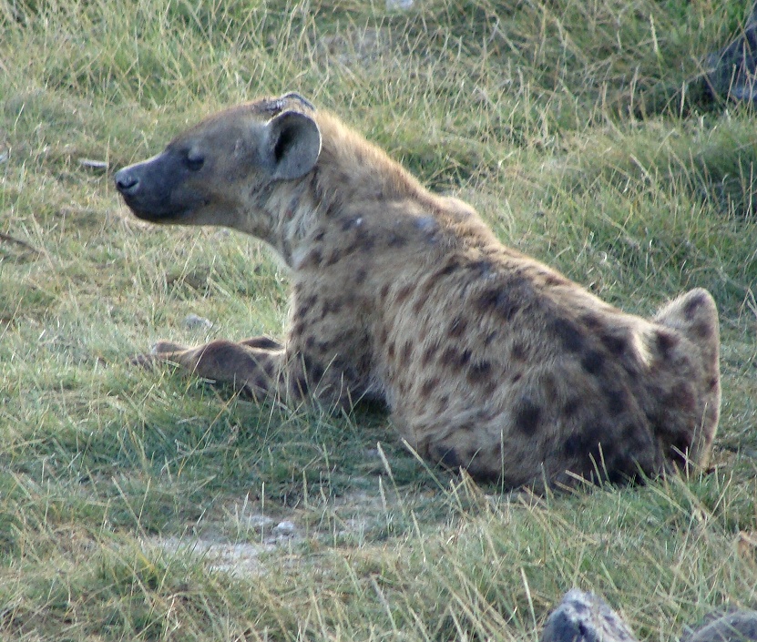 Tüpfelhyäne – Safari Afrika