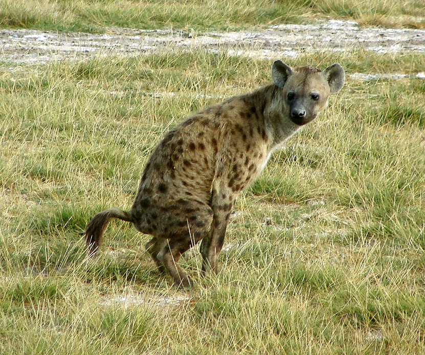 Tüpfelhyäne – Safari Afrika
