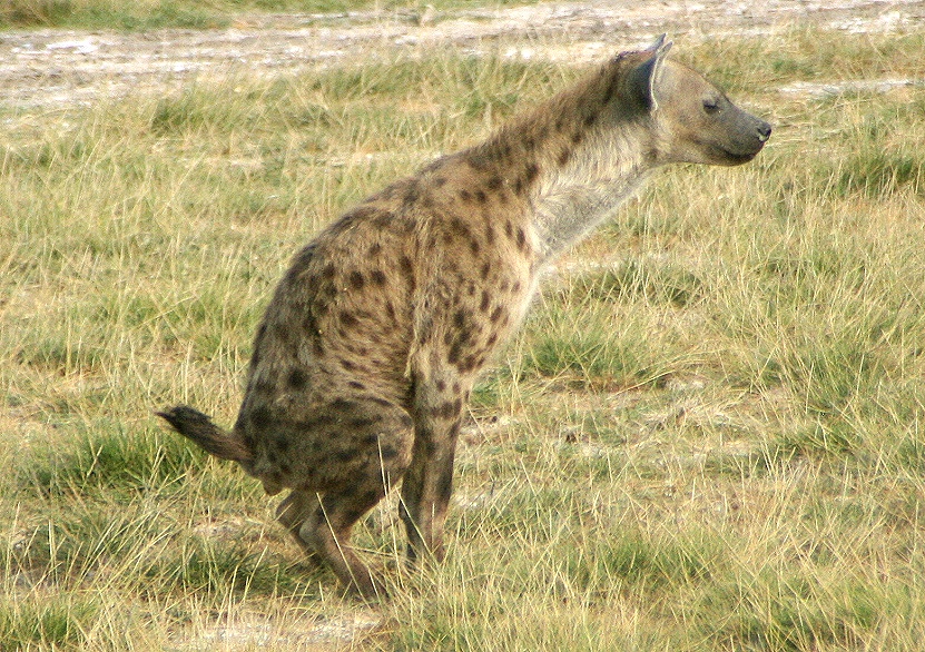 Tüpfelhyäne – Safari Afrika