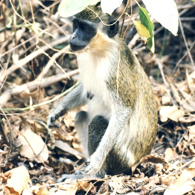 Westliche Grünmeerkatze – Safari Afrika