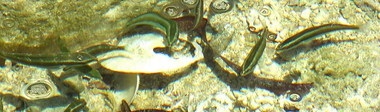 Cheilio inermis – Safari Afrika