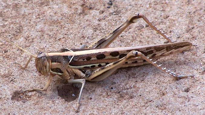 Locusta sp. – Safari Afrika