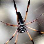 Nephila sp. – Safari Afrika