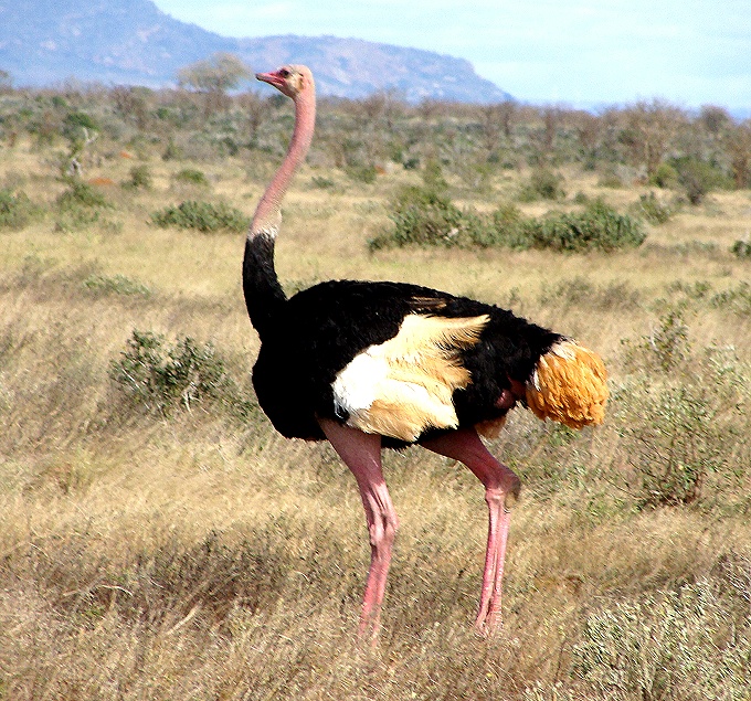 Afrikanischer Strauß – Safari Afrika