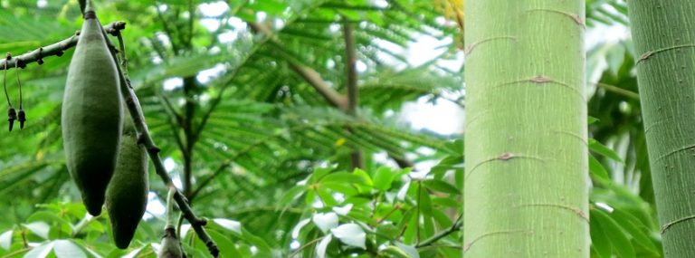 Kapokbaum – Safari Afrika