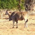 Elenantilope – Safari Afrika