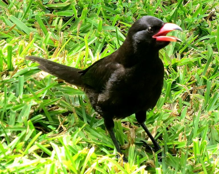 Piapiac – Safari Afrika