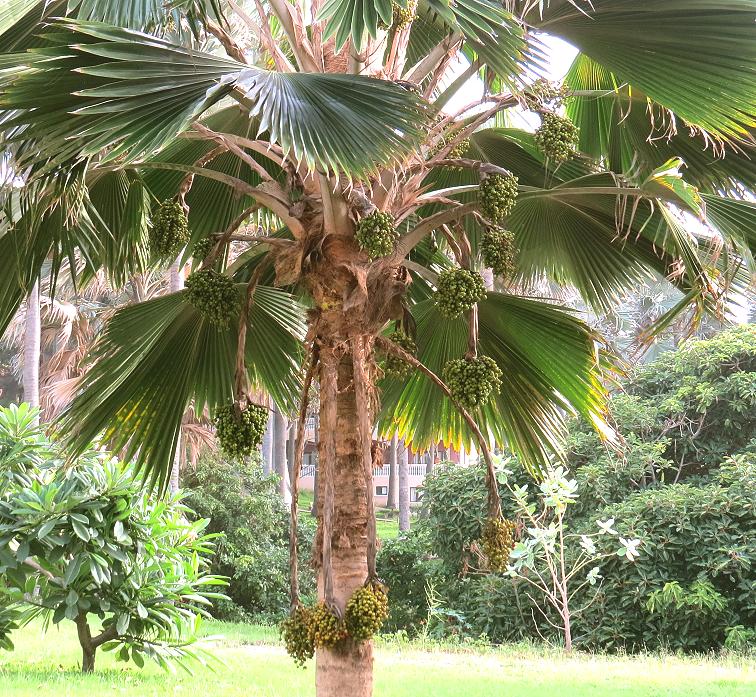 Pritchardia pacifica – Safari Afrika