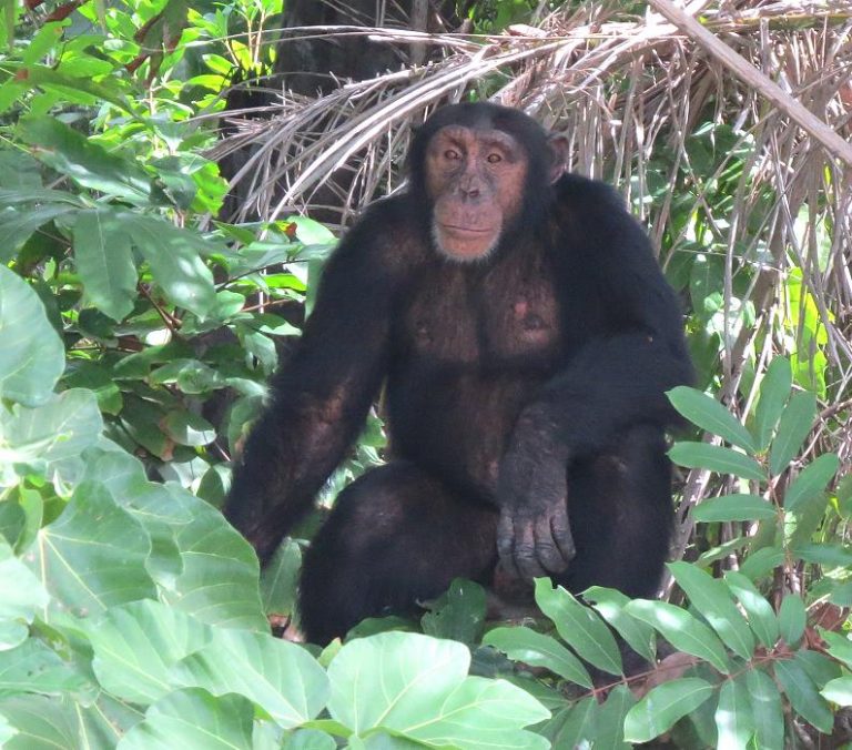 Schimpansen – Safari Afrika