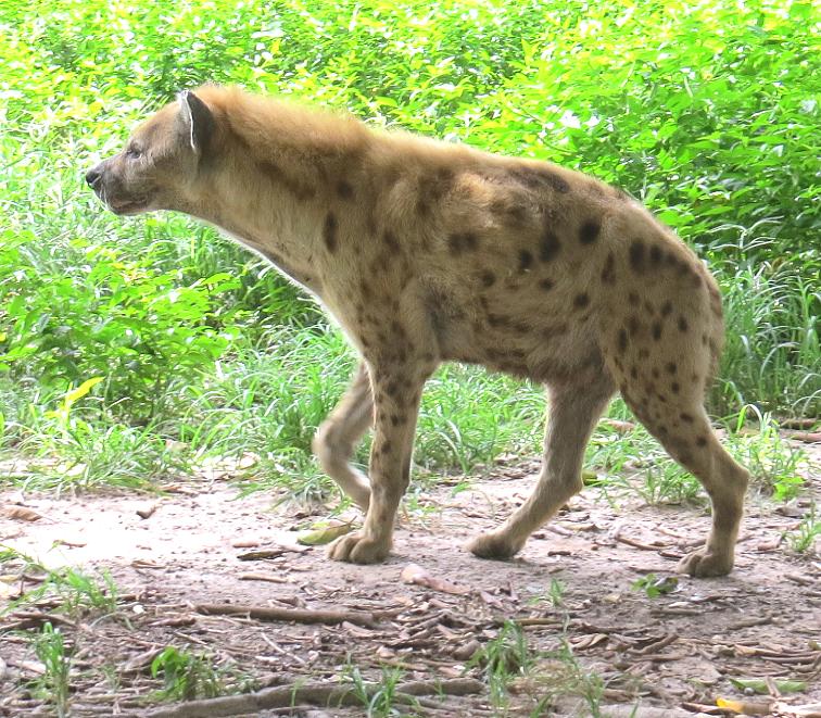 Tüpfelhyäne – Safari Afrika