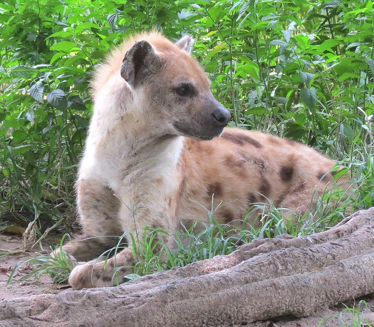 Tüpfelhyäne – Safari Afrika