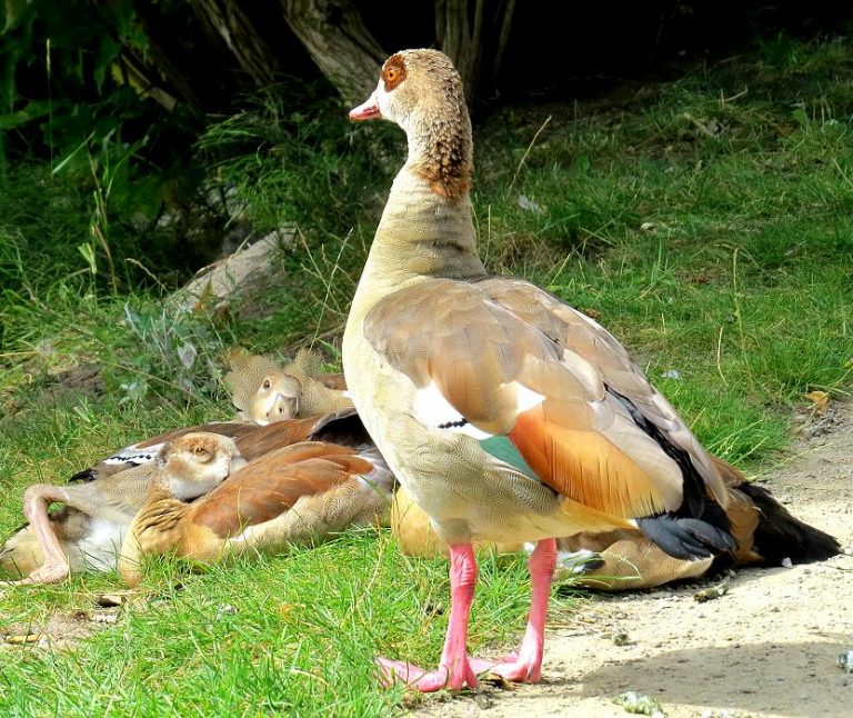 Nilgans – Safari Afrika
