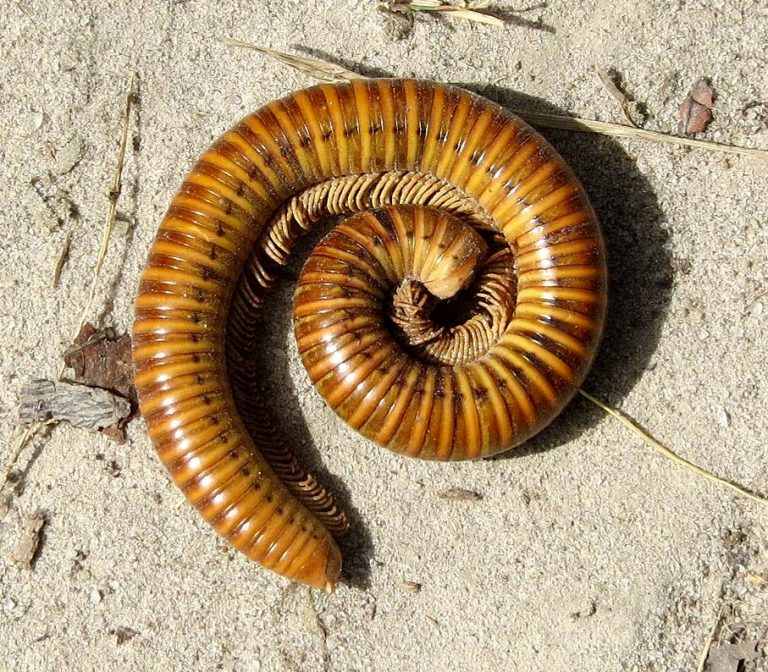 Mardonius parilis parilis – Safari Afrika