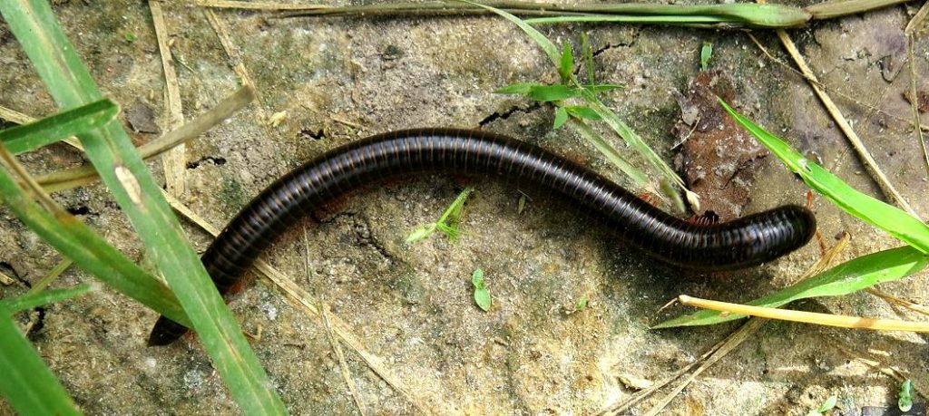 Mardonius parilis acuticonus – Safari Afrika