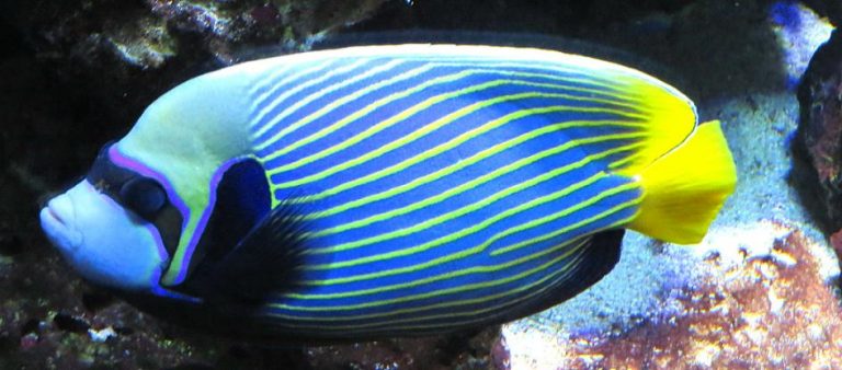 Pomacanthus imperator – Safari Afrika