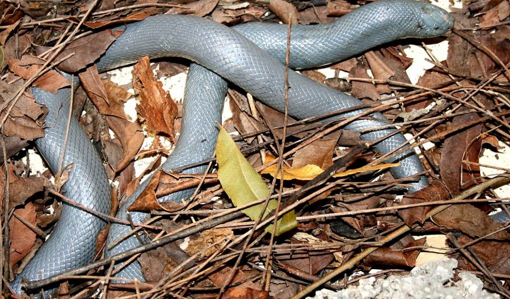 Atractaspis bibronii – Safari Afrika