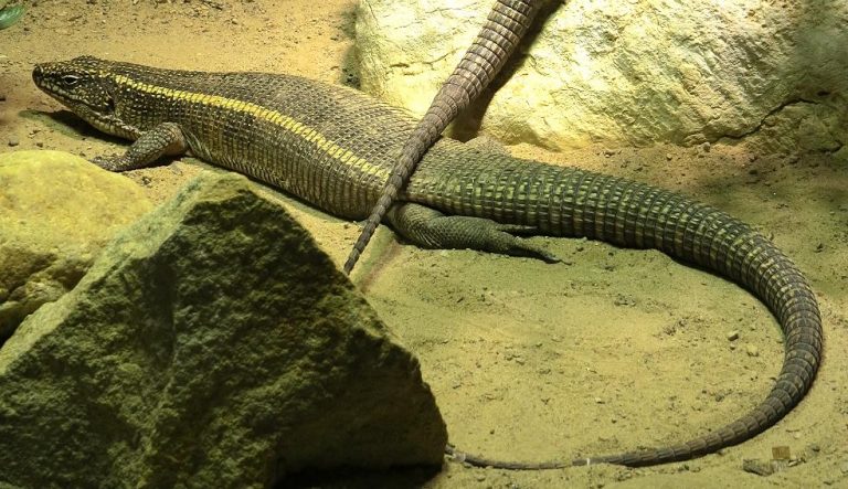 Matobosaurus validus – Safari Afrika