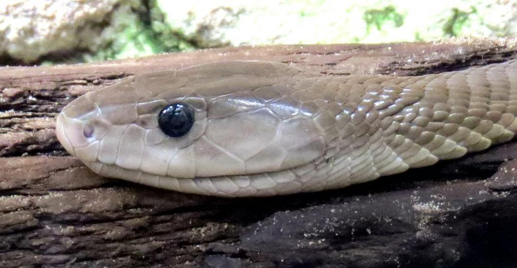 Schwarze Mamba – Safari Afrika